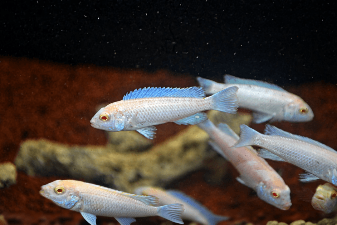 siripku.id | Toko Ikan Hias Terlengkap & Terpercaya • Jaminan Harga ...